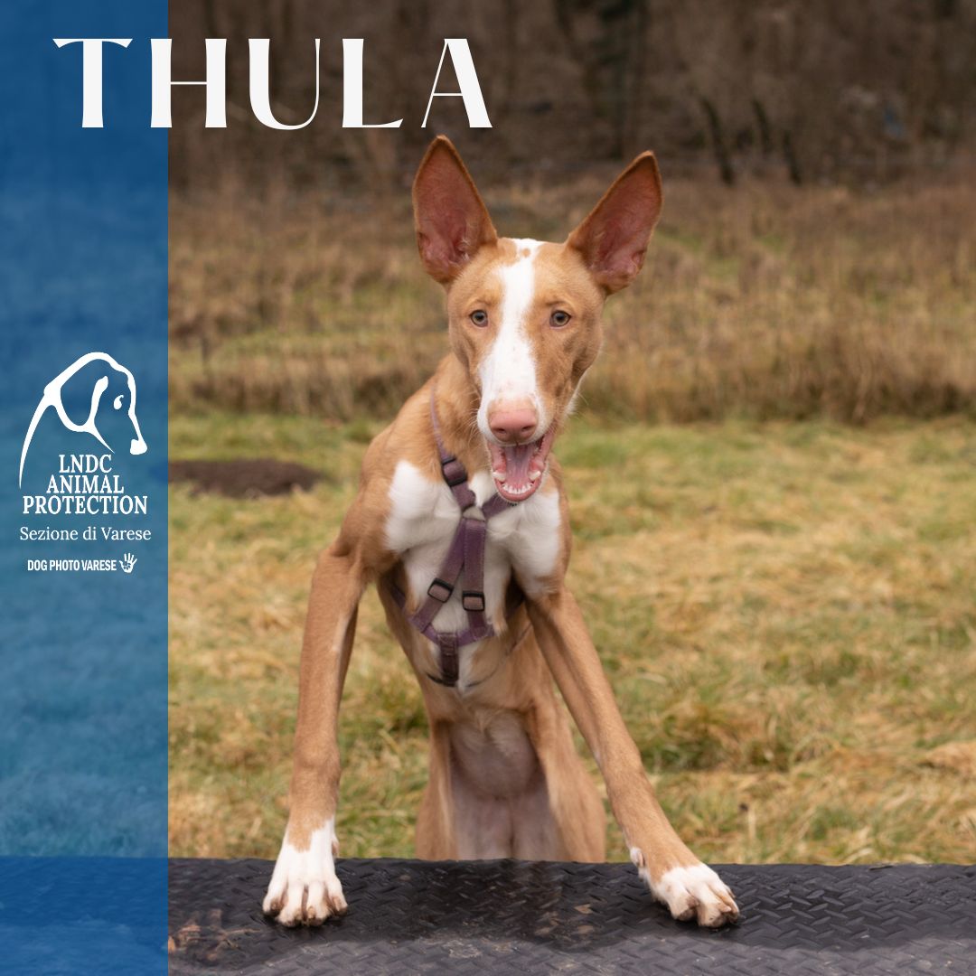 THULA