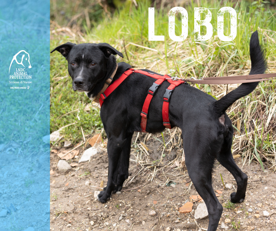 LOBO